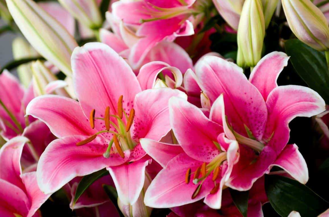 Comment cultiver avec succès la Lys asiatique en pot : conseils pratiques